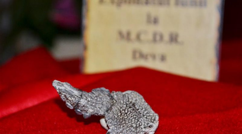 Muzeul din DEVA prezintă exponatul lunii: o mandibulă fosilă de ...