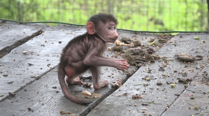 PUI DE BABUIN ADUS PE LUME LA HUNEDOARA - Stiri din judetul Hunedoara