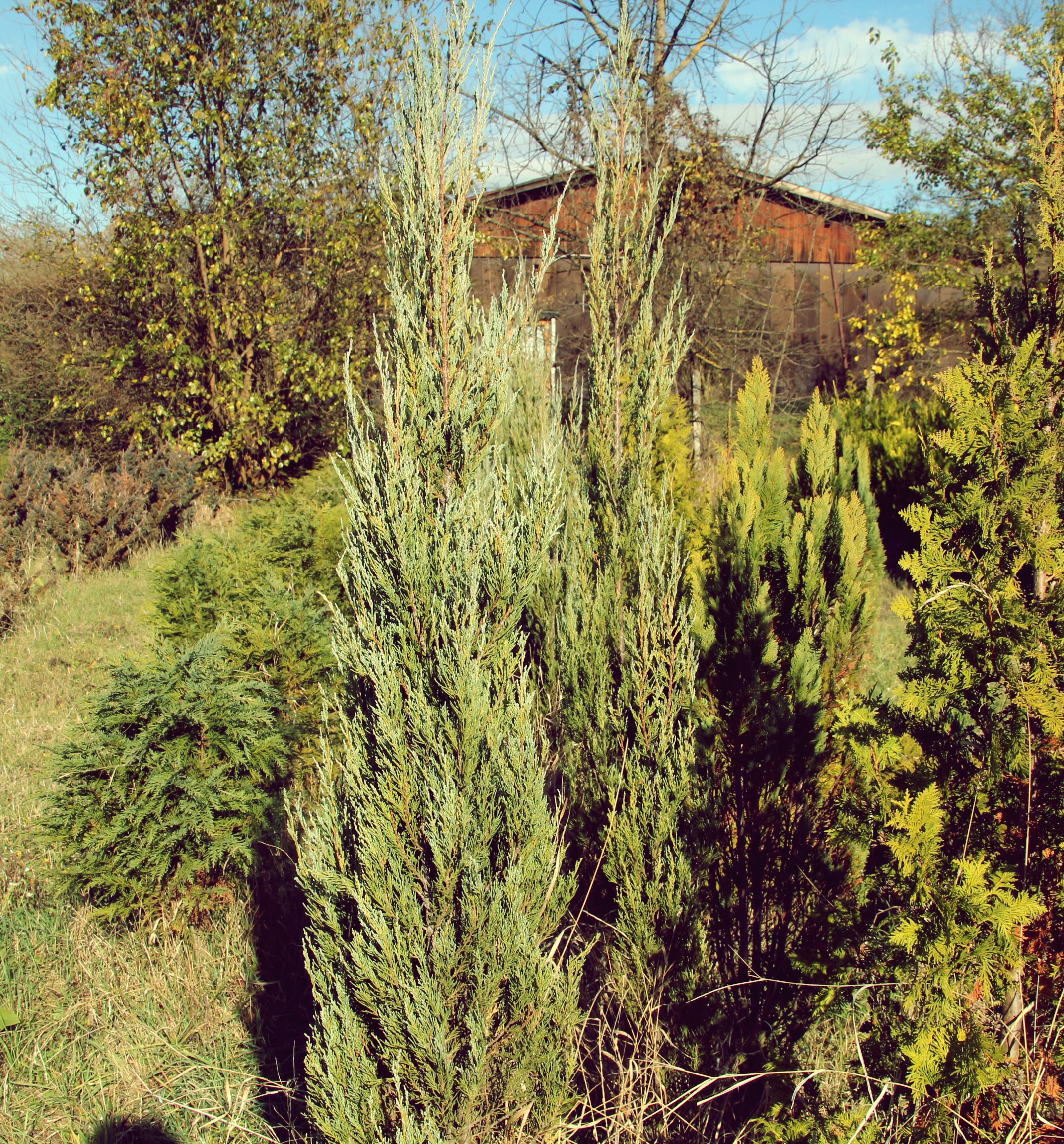 Juniperus scopulorum „Skyrocket” - Stiri din judetul Hunedoara