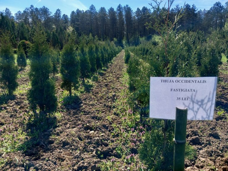 SOS Pepiniera Dobra. Mii de conifere îşi aşteaptă salvarea - Stiri din ...